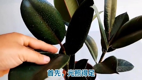 橡皮树的正确养护秘籍,光照、浇水、施肥全攻略,让你轻松橡皮树