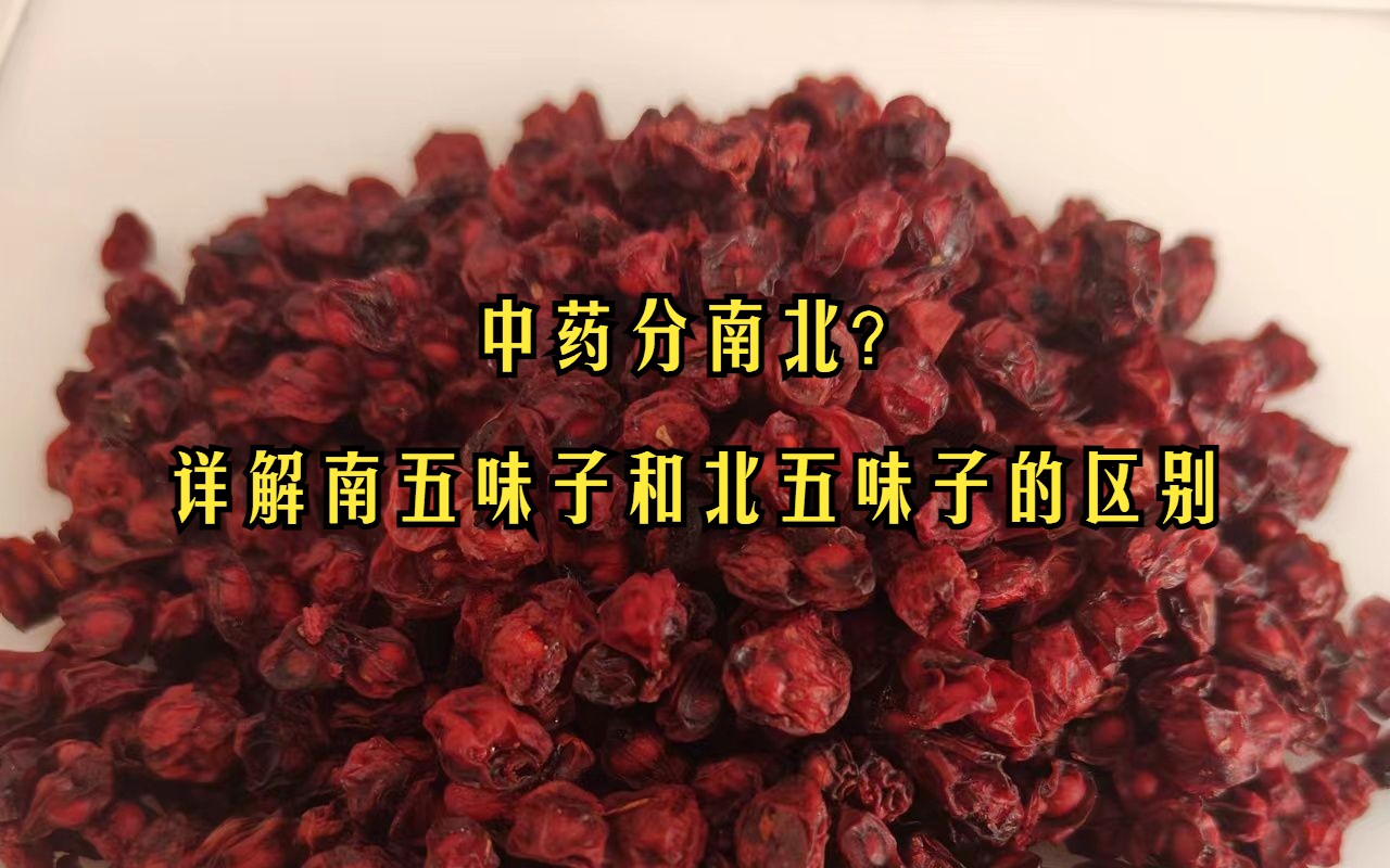 揭秘系列——五味子:中药分南北?详解南五味子和北五味子的区别