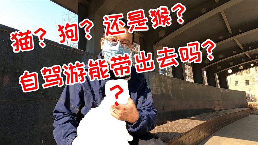 见过带宠物狗旅行的,你见过这种动物吗,自驾游能带出去吗
