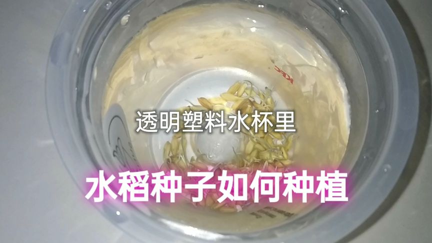 中华小稻农 在家自己种植水稻,看看如何种植