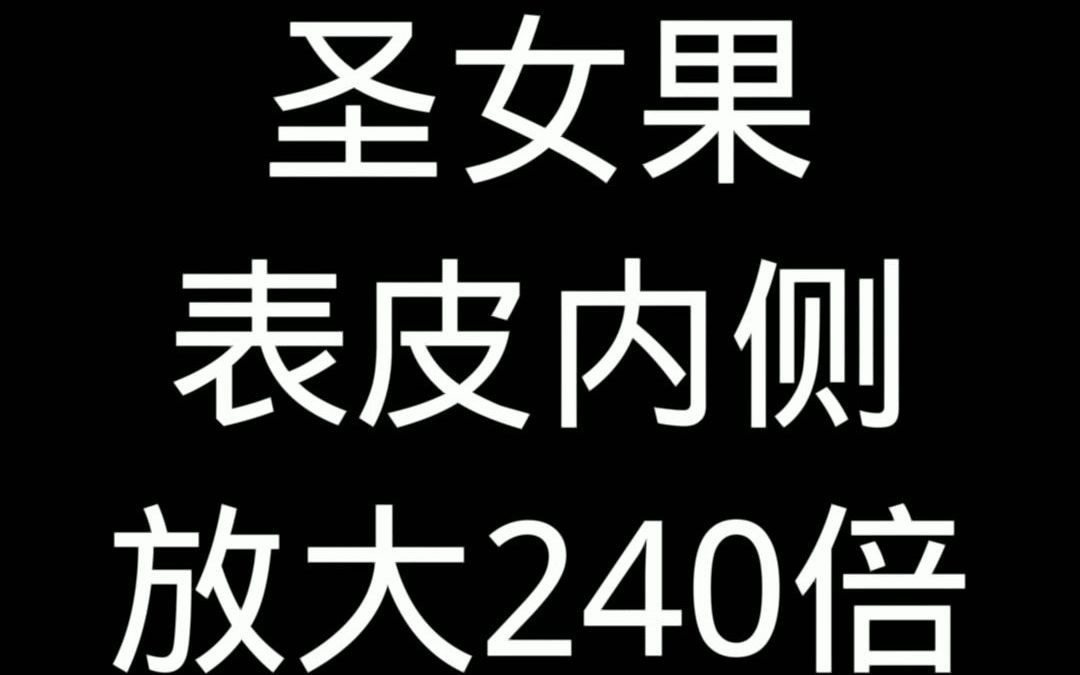 显微镜下将圣女果内侧表皮放大240倍!