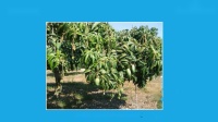 秒懂百科芒果树介绍