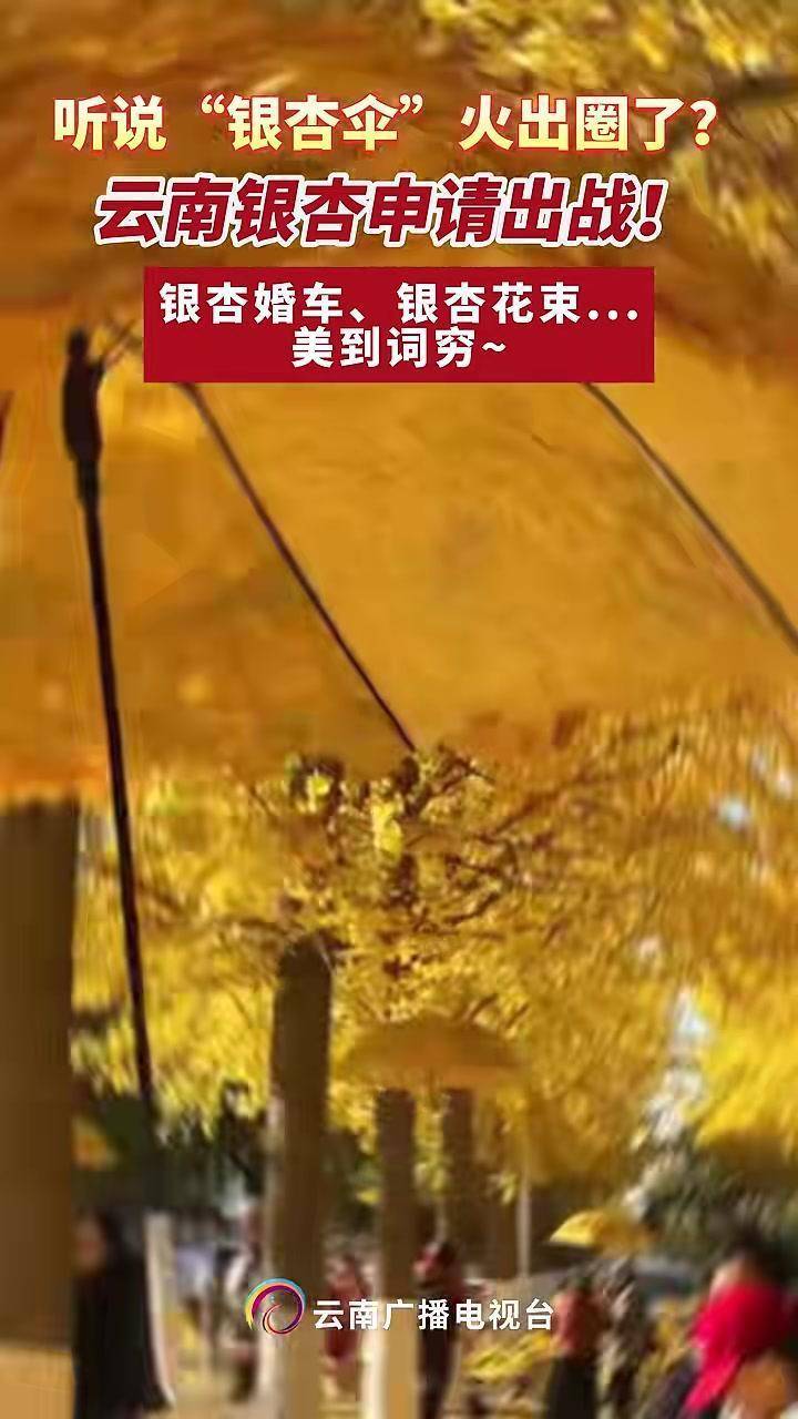 ...火出圈了?云南银杏申请出战!银杏婚车、银杏花束...美到词穷#最美中国