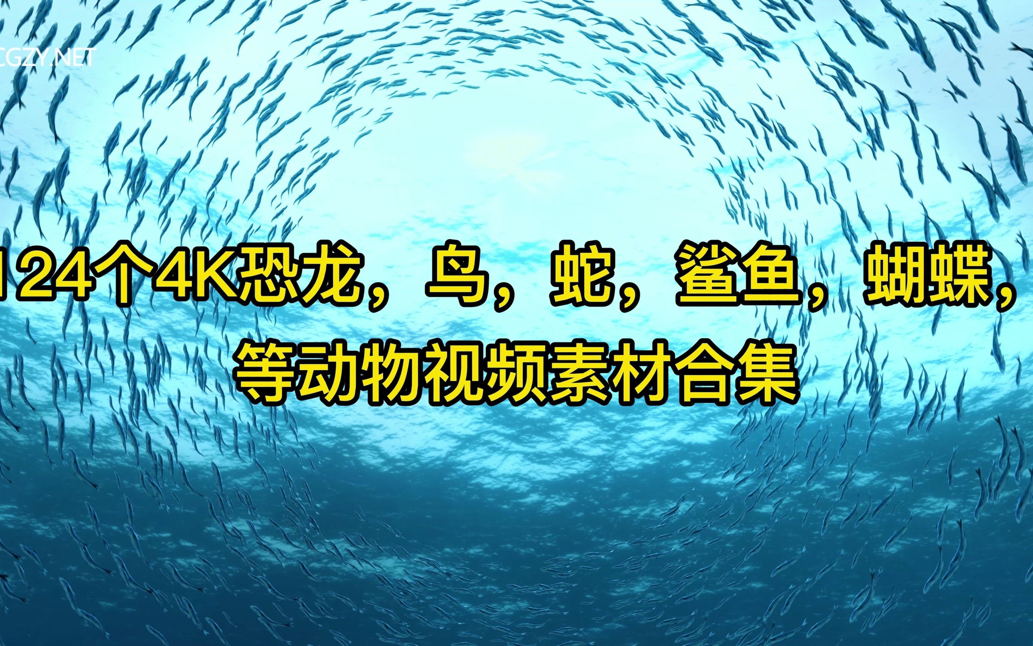 124个恐龙鸟蛇鲨鱼蝴蝶动物4K视频素材合集下载