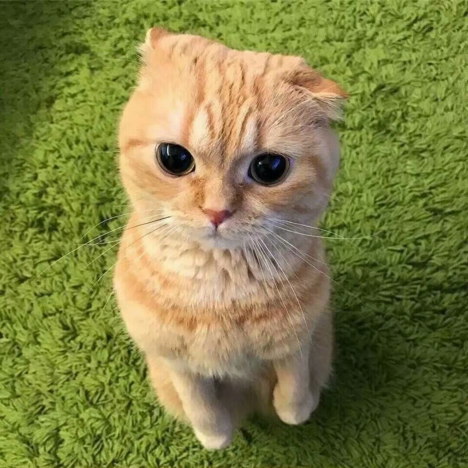 一条破秋裤- 