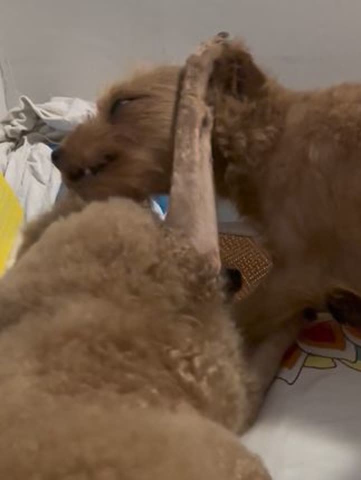 #狗狗 沉浸式狗咬狗