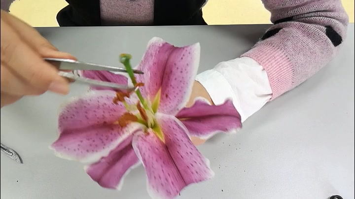 解剖百合花