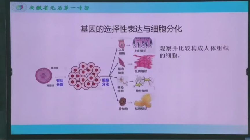 基因表达与性状关系下