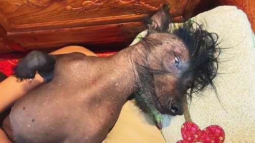 这么丑的狗,竟然有人把它当成宝贝一样宠!