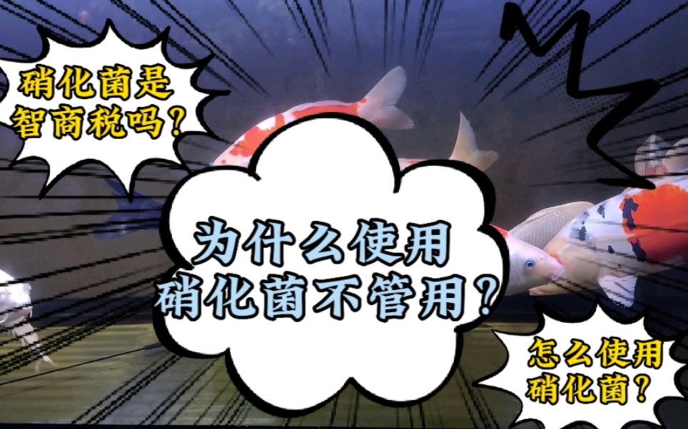 硝化菌是智商税吗?为什么硝化菌不管用?怎么使用硝化菌?