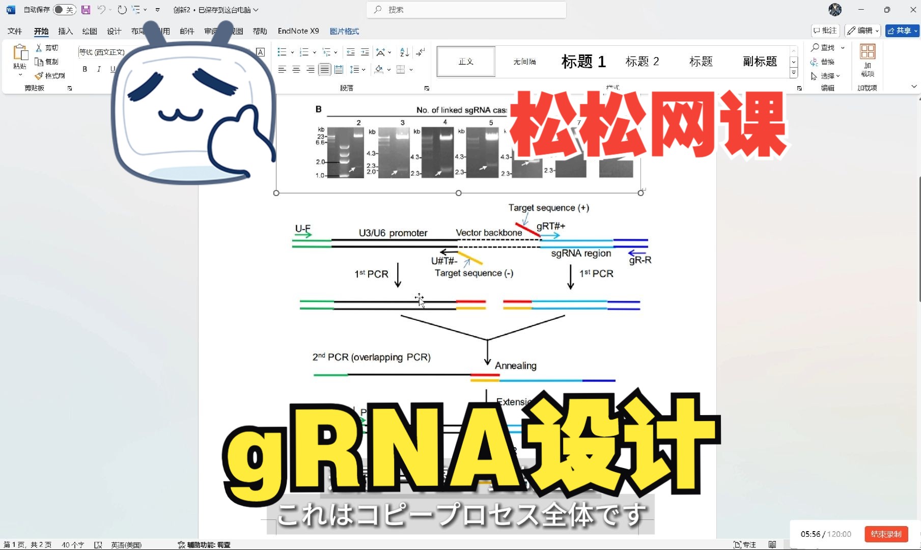 ...基因编辑的gRNA/Golden gate或Gibson方法构建多重gRNA表达载体