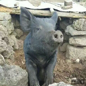 剑馨水月绫 