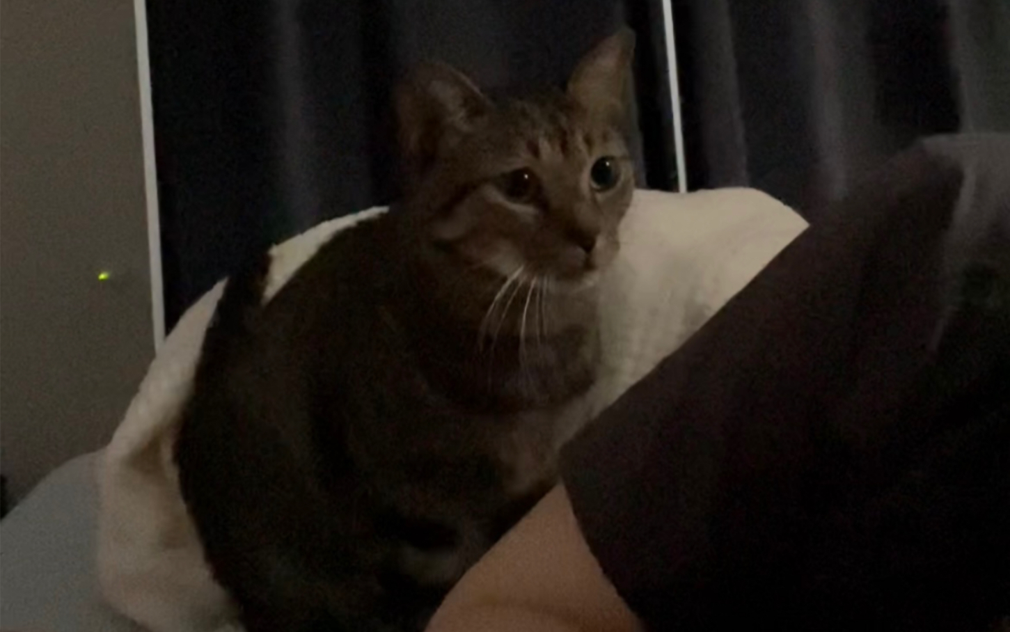 猫如何影响人类睡眠|猫影实录