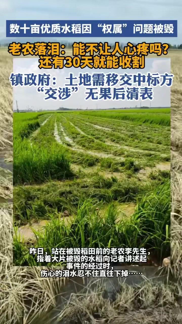 数十亩优质水稻因"权属"问题被毁,老农落泪:还有30天就能收割#水稻#...