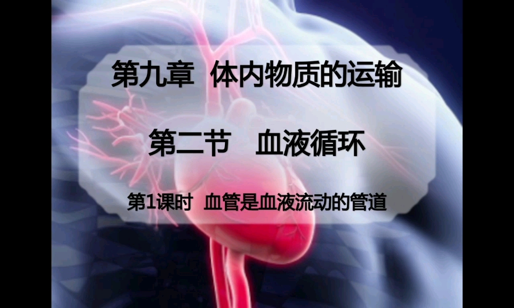 血管的类型及特点