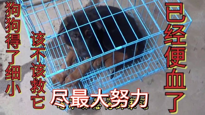狗狗得了犬细小病毒!伤心又伤财,我们该不该救它