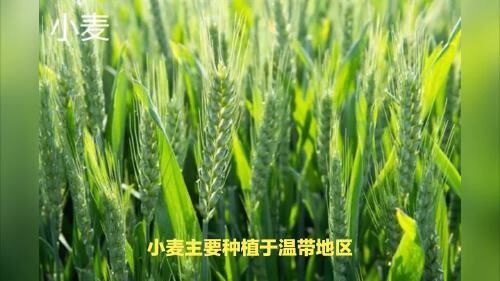 小麦从播种到收割要多少天小麦和水稻的区别