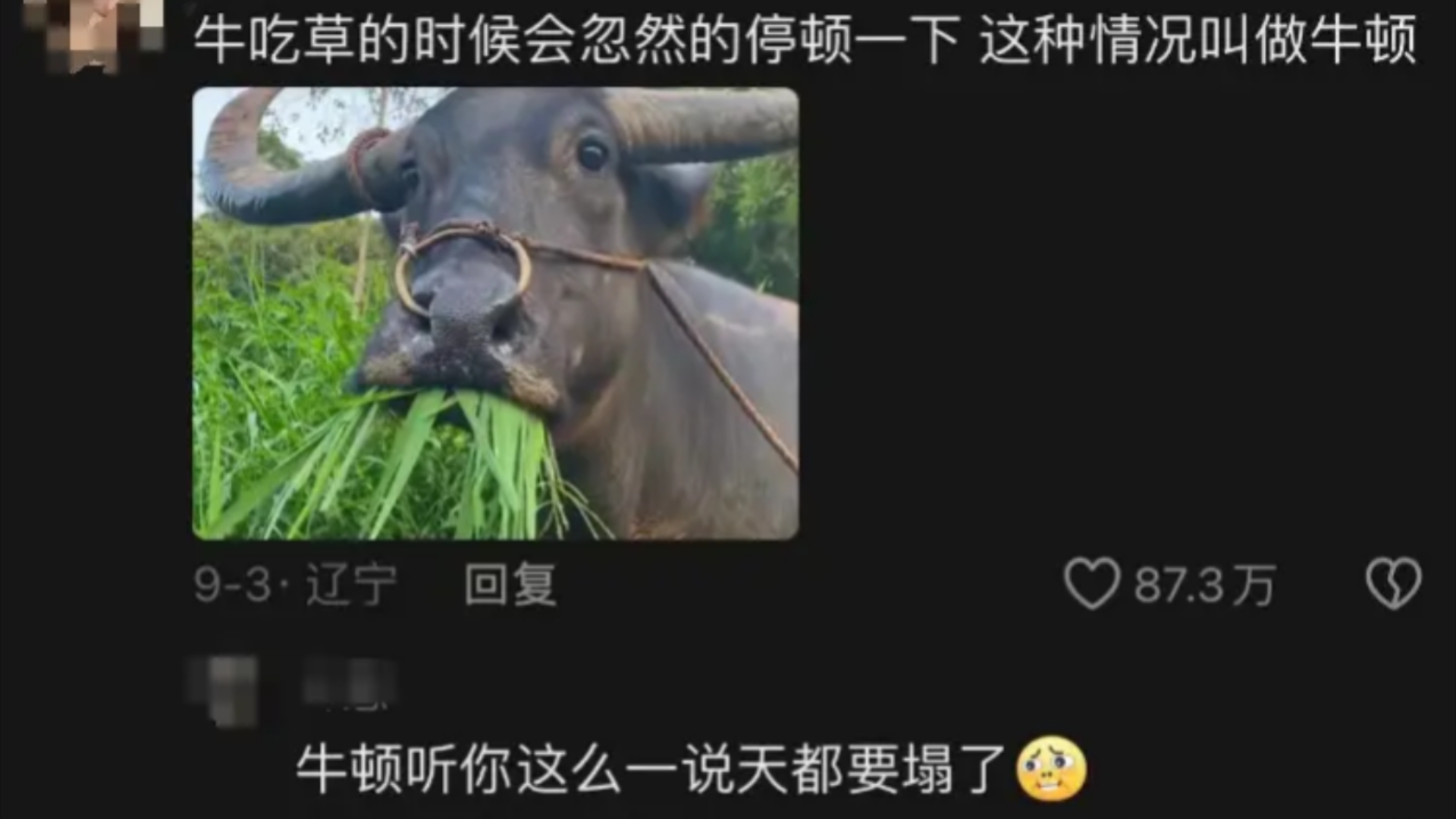 为什么水牛吃草的时候会突然的停顿一下?网友:这叫牛顿