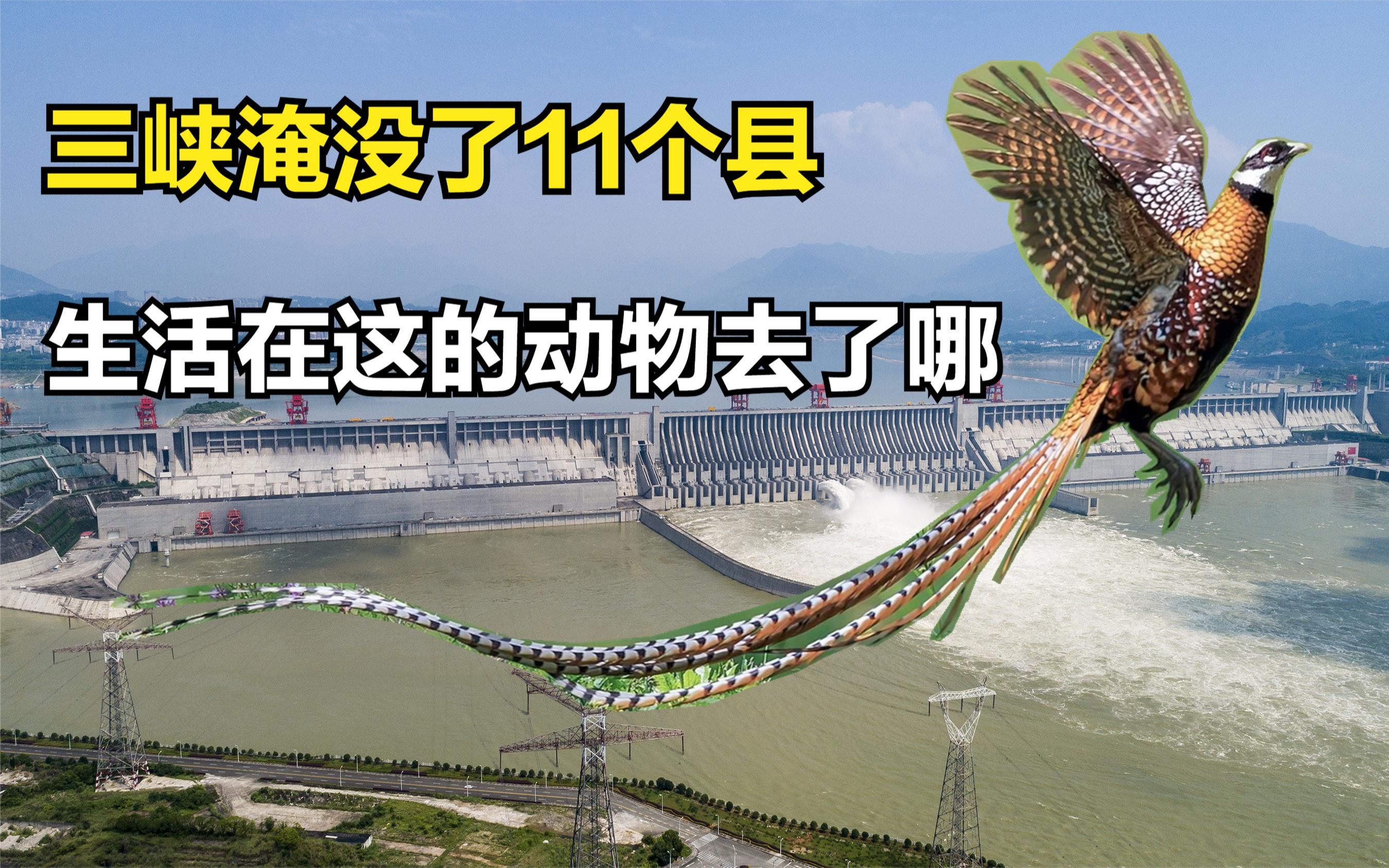 三峡建设后11座县被淹,原本在淹没区中生存的动物,都去了哪里?