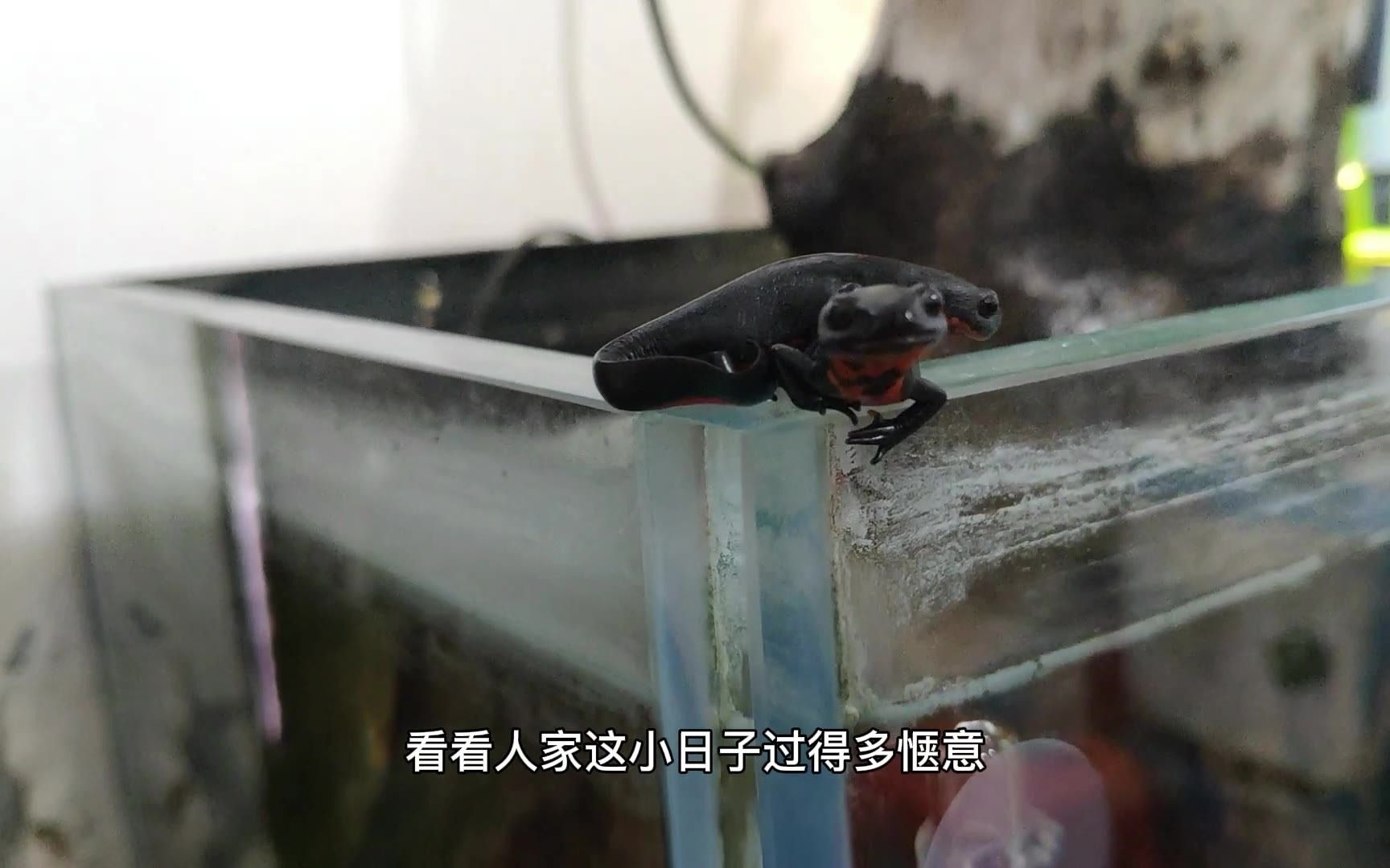 雨林蝎将要蜕皮给它挪下窝,小火龙趴只剩两条来,趴在鱼缸上放风