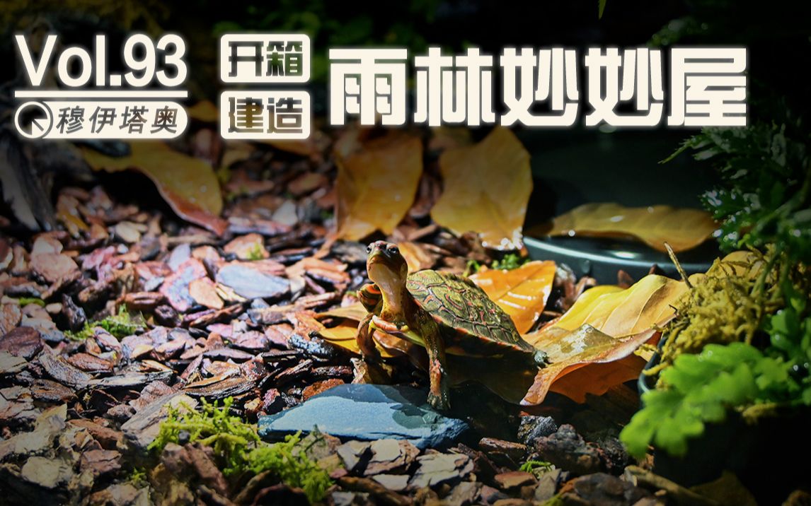 【木纹龟】-93期-原来雨林缸养龟可以这么爽?!