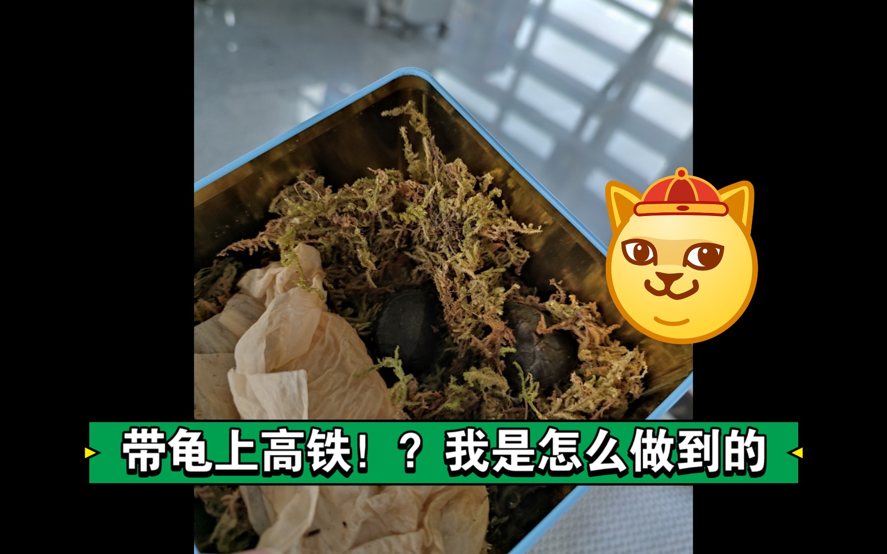 带龟坐高铁!?|新人up提供一点建议|仅供参考|宠物龟如何过安检