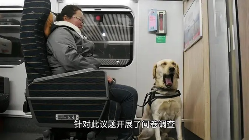 宠物有望上高铁惹争议,你希望宠物能上高铁吗