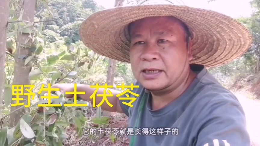 山上很多土茯苓,花九牛之力终于挖出一棵了,它的用途广泛