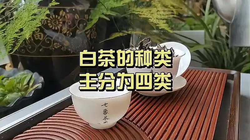 白茶的种类主分为四类