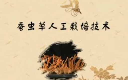 蚕虫草人工栽培技术