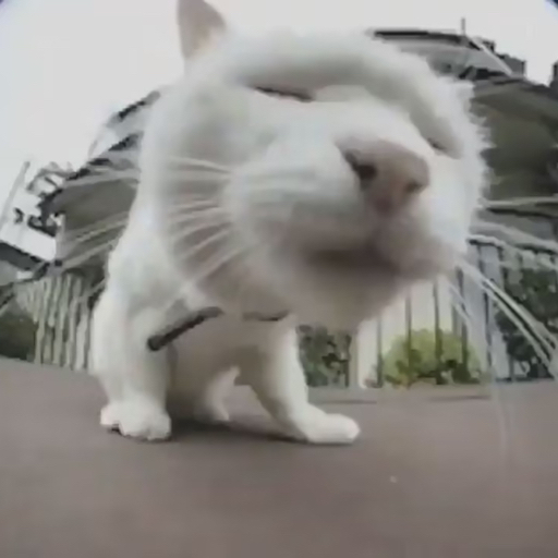 请你吃我的腿毛套餐 