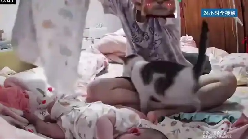 铲屎官哄娃,猫咪怀里撒娇