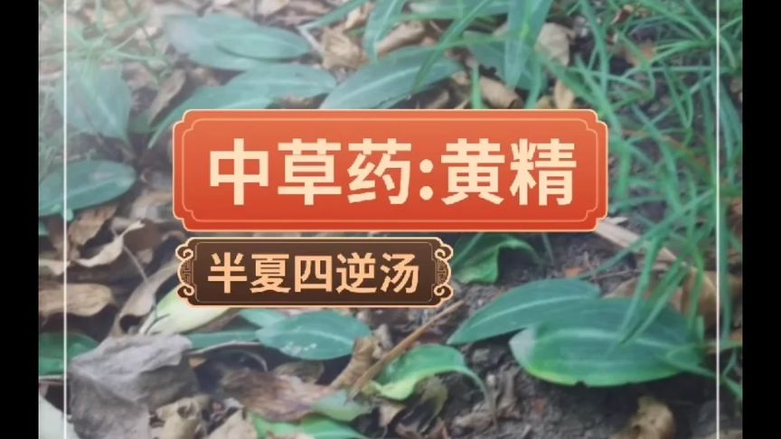 中药,中草药黄精的作用与功效@探医 @张猫猫历险记