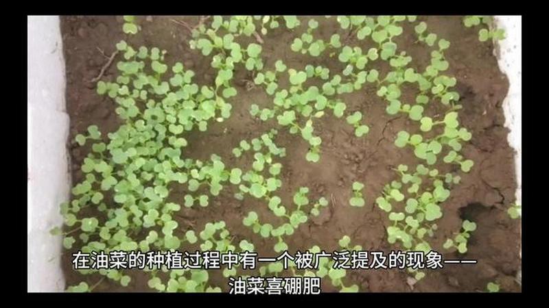 都说油菜喜硼肥其原因是啥?硼肥应何施