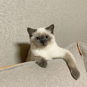 叶承珠玉 