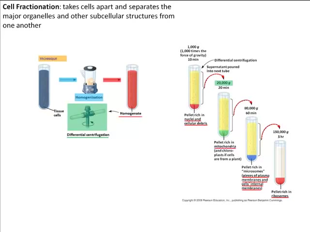 Cell Fractionation:细胞器成分分离