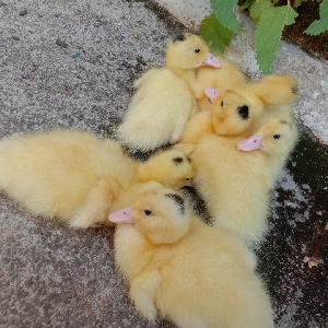 开心的事都很美 