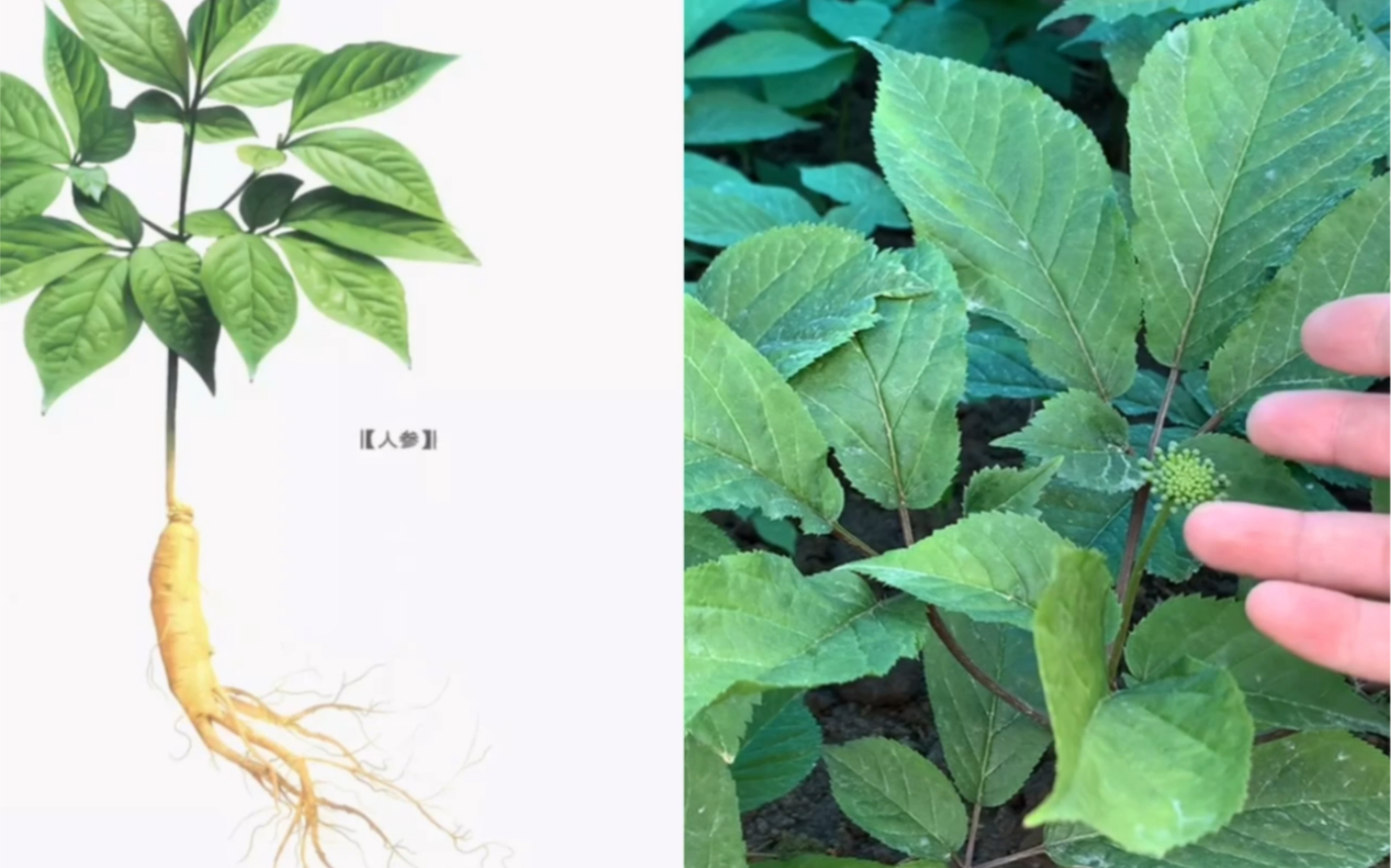 人参全身都是宝