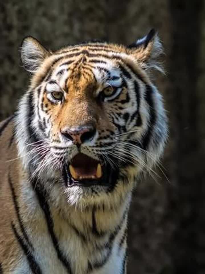 复杂背景如何抠出动物毛发#ps