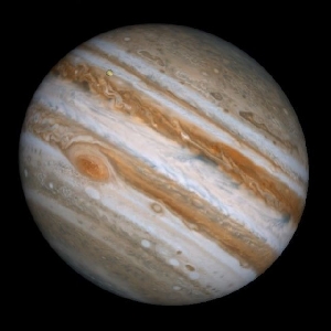 我是一只水獭噗 