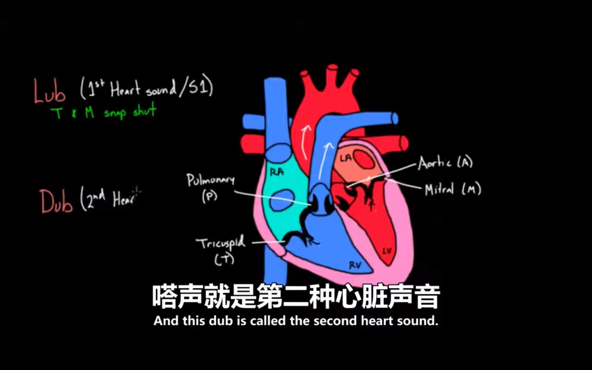 循环系统第四弹|扑通扑通声(心音)怎么来的