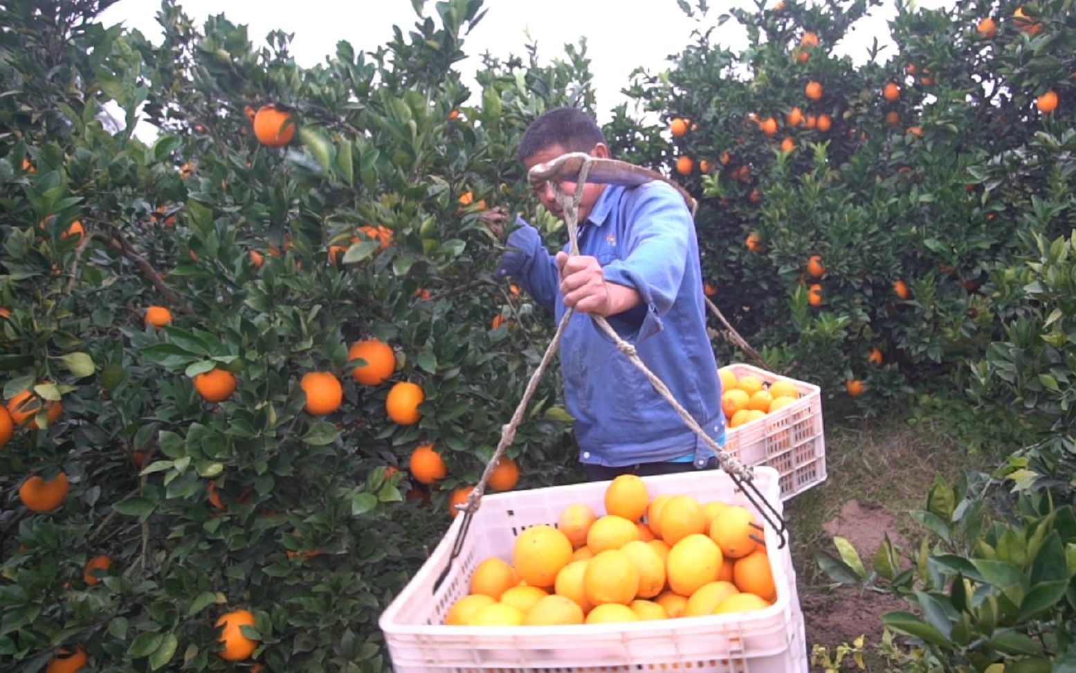 农村小哥种了1.5亩赣南脐橙,今年有2万多斤的收成,算高吗