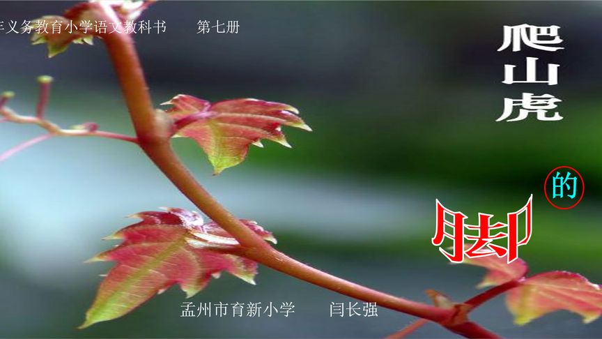 部编版小学语文优质课 爬山虎的脚 教学实录 四年级上册