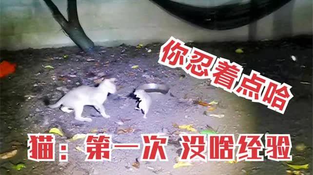 猫抓老鼠实拍现场,鼠:能来个痛快点的吗?