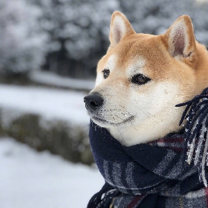 豪火球怎么进化 