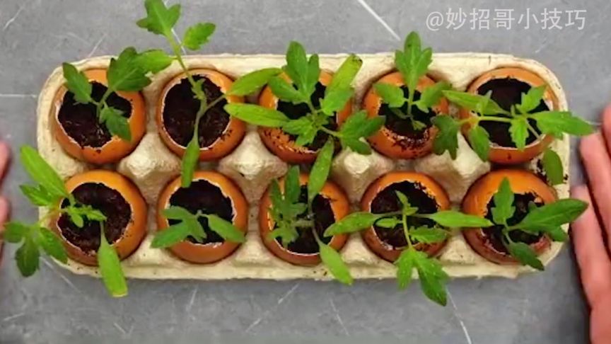 你没想到这样还可以种树,非常神奇的种植快来看看吧