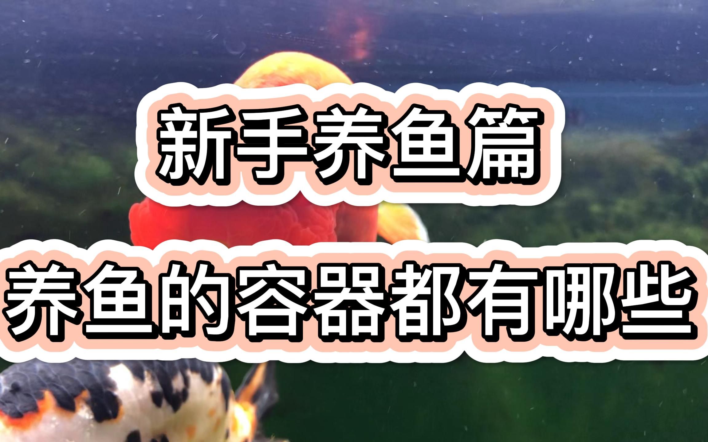 新手养鱼篇:养鱼的容器都有哪些,怎么挑选合适的鱼缸?