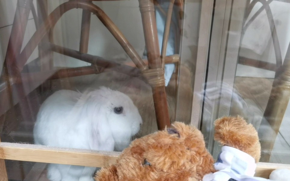 当小兔子的玩具在玻璃门外面,而小兔子在玻璃门里面,你就会看到…奇...