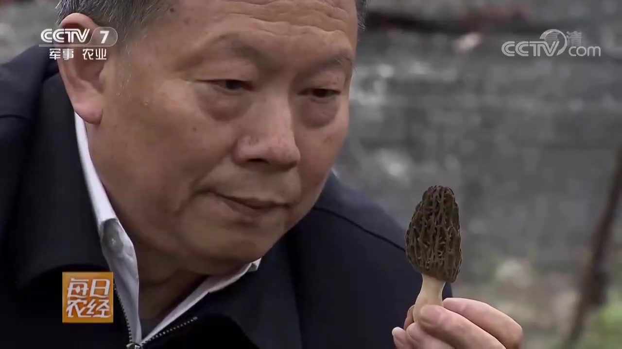 四川省绵阳市食用菌研究所 羊肚菌种植基地