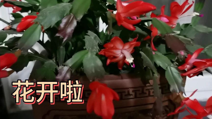 《走着走着花就开了》花儿偷偷的开啦,开放得很艳丽,快来看看吧